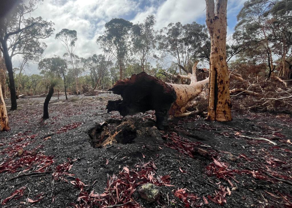 DBCA Prescribed Burns PHS260 and PHS195 - Julimar Conservation and ...